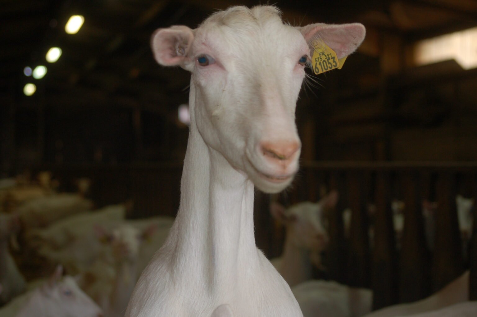 Une chèvre laitière a produit 992 kg de lait en 2021 - Élevages Caprins